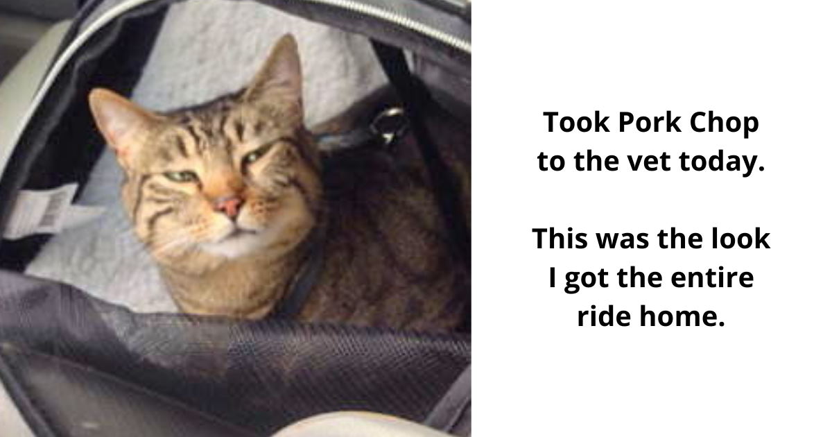 60 Funny Pets Who Earned The Title “Drama Queen”