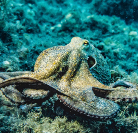 Sleeping octopus changes colors while she’s dreaming