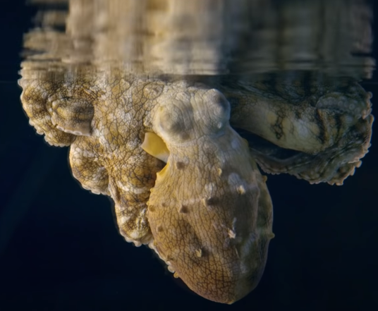 Sleeping octopus changes colors while she’s dreaming