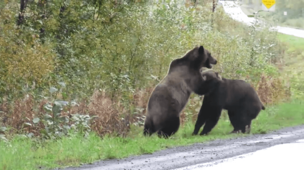 Woman sees two grizzly bears getting ready to fight. Turns on camera
