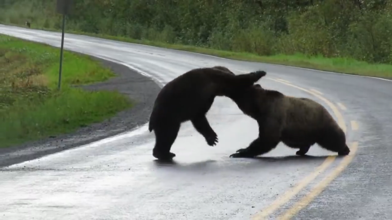 Woman sees two grizzly bears getting ready to fight. Turns on camera