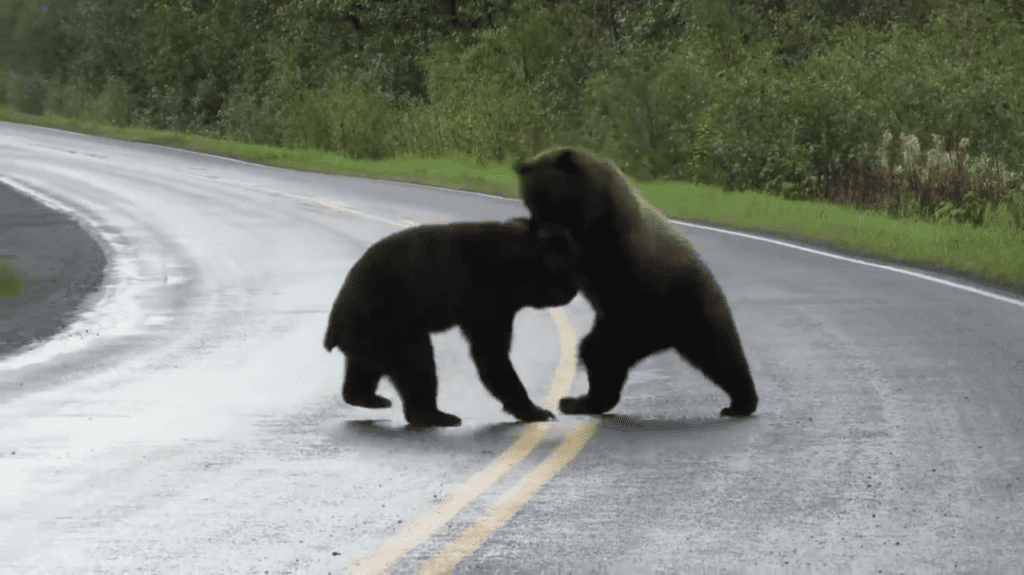 Woman sees two grizzly bears getting ready to fight. Turns on camera