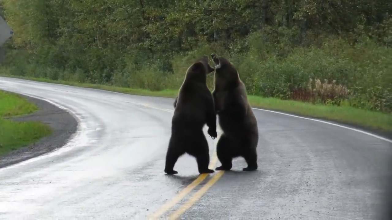 Woman sees two grizzly bears getting ready to fight. Turns on camera