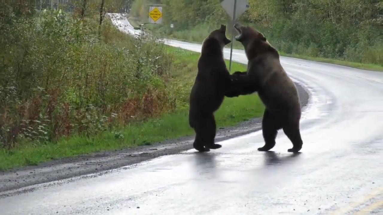 Woman sees two grizzly bears getting ready to fight. Turns on camera