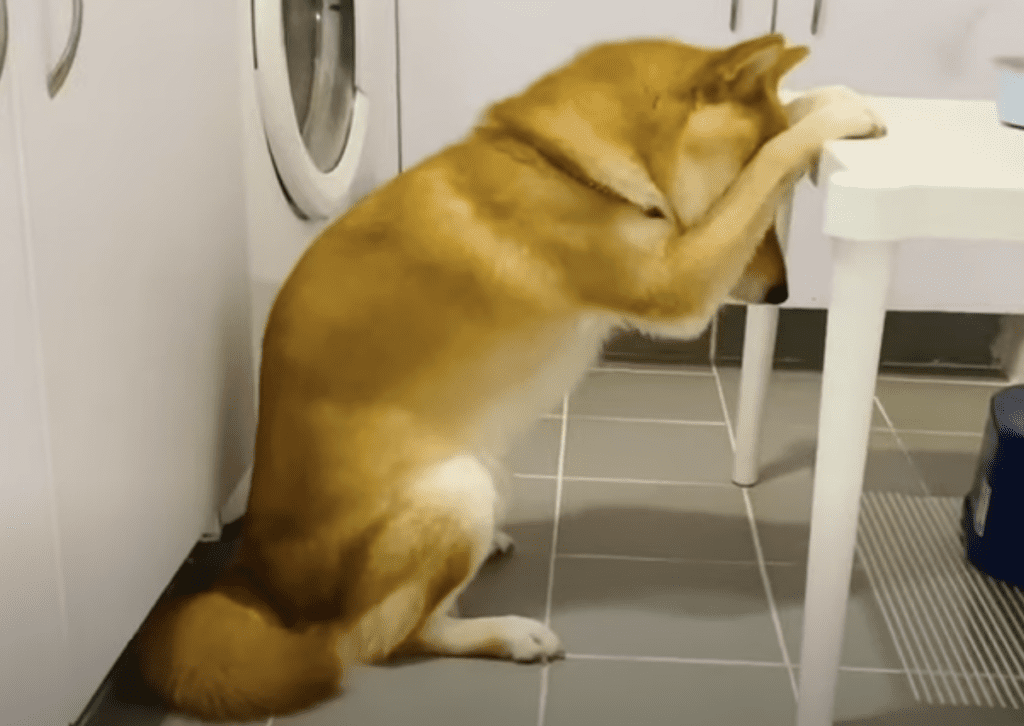 Dog bows his head and prays before eating every meal