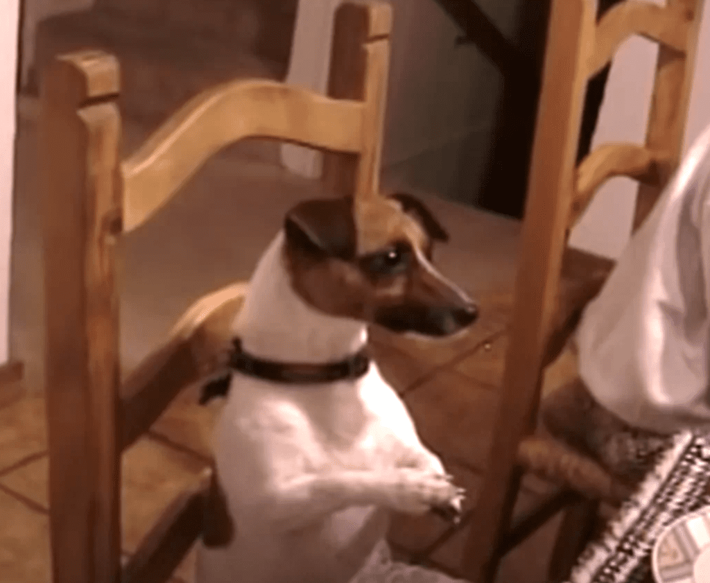 Dog bows his head and prays before eating every meal