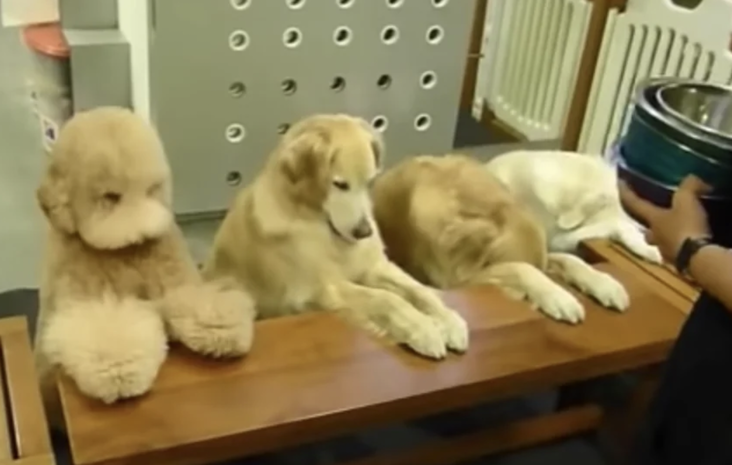 Dog bows his head and prays before eating every meal
