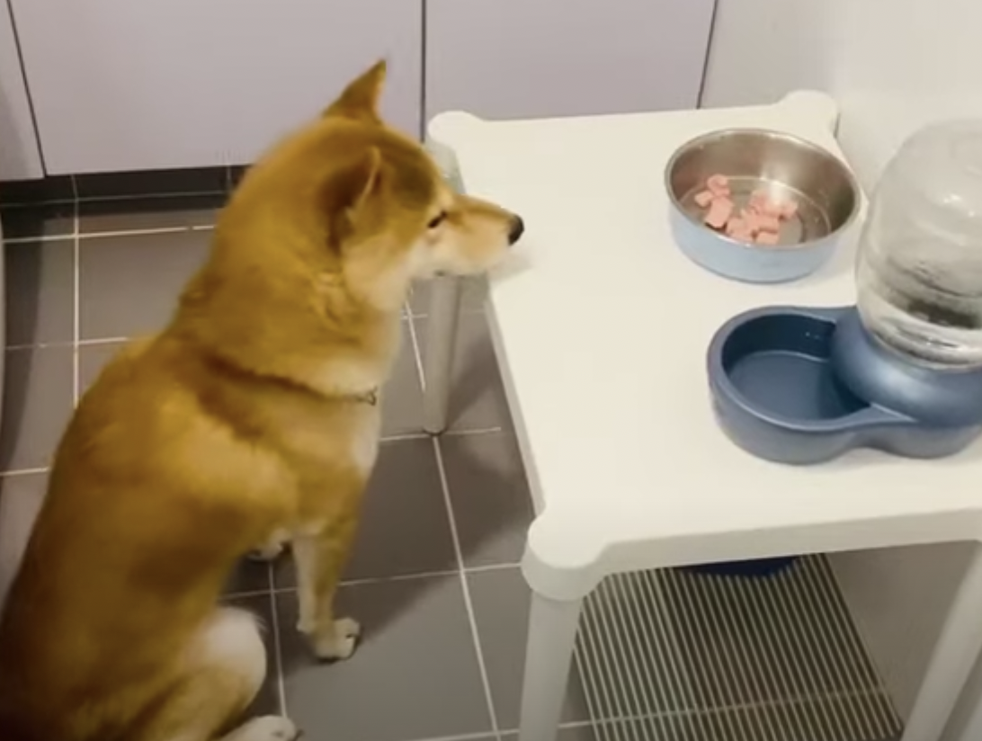 Dog bows his head and prays before eating every meal