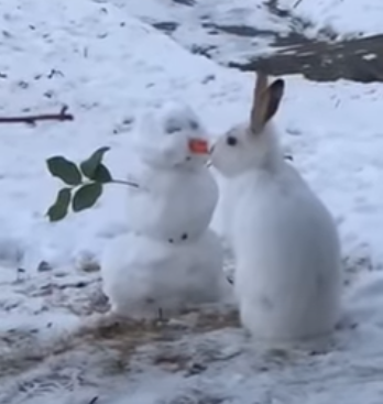 Cute Bunny Goes Viral Eating Carrot Off Snowman’s Nose