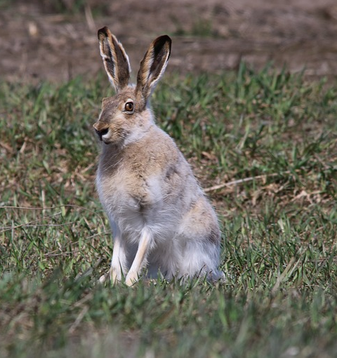 Cute Bunny Goes Viral Eating Carrot Off Snowman’s Nose