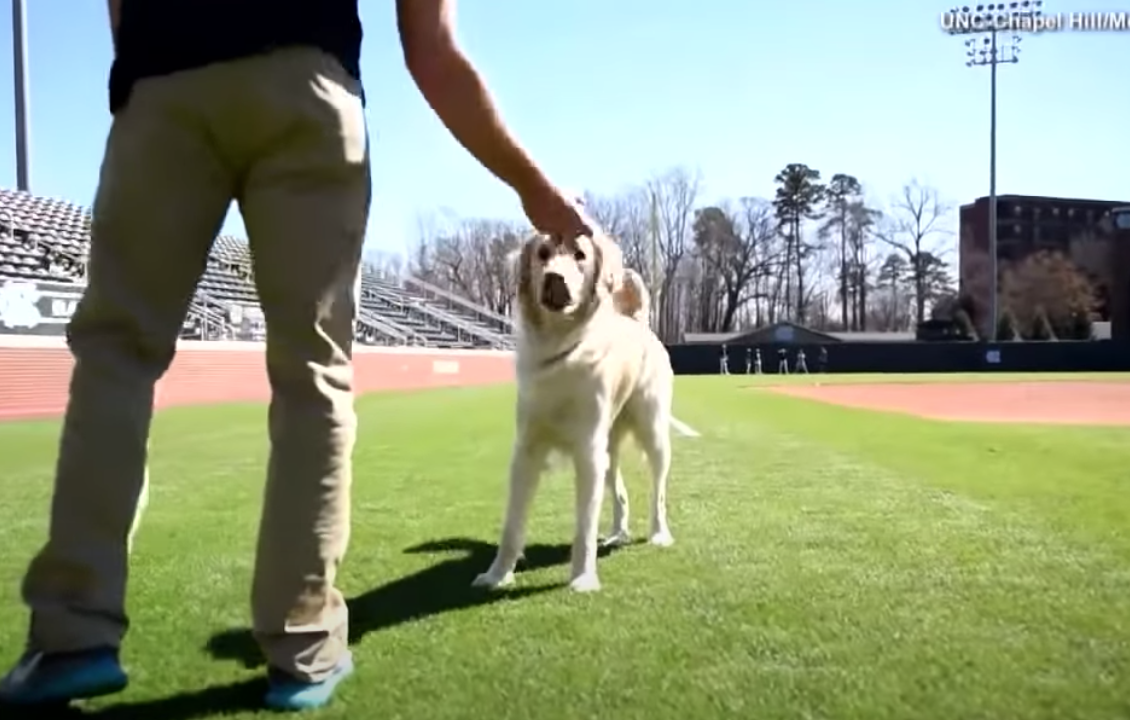 Smart golden retriever joins college baseball team