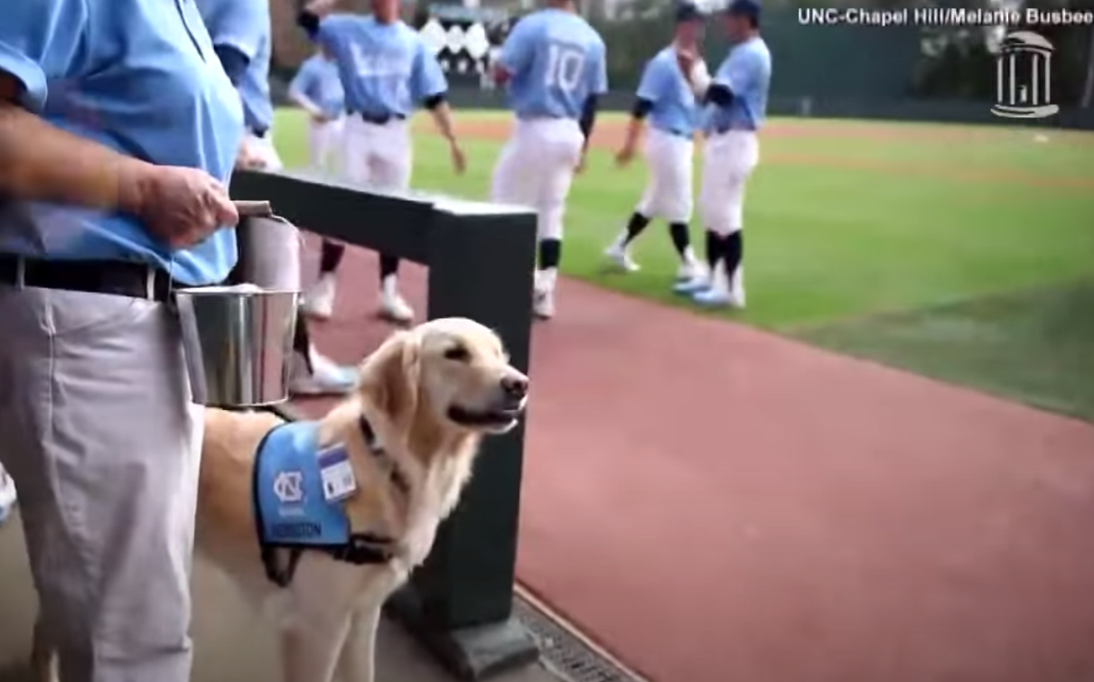 Smart golden retriever joins college baseball team