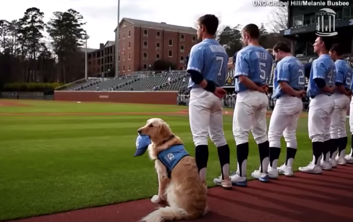 Smart golden retriever joins college baseball team