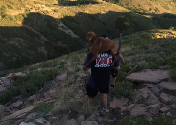 40 grateful animals who didn’t forget to thank their rescuers