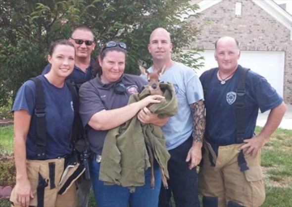 40 grateful animals who didn’t forget to thank their rescuers