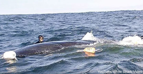 40 grateful animals who didn’t forget to thank their rescuers