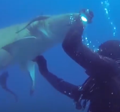 40 grateful animals who didn’t forget to thank their rescuers