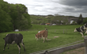 40 grateful animals who didn’t forget to thank their rescuers