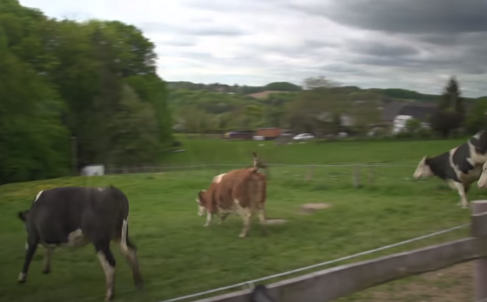 40 grateful animals who didn’t forget to thank their rescuers