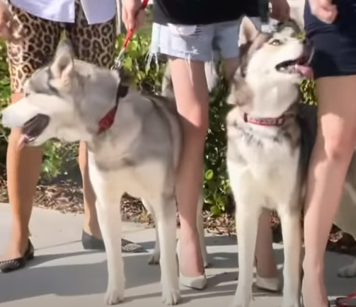 Man stumbles across his missing huskies in the middle of adoption ...