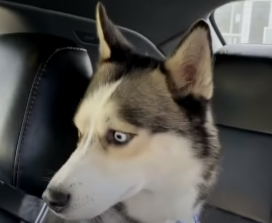Man stumbles across his missing huskies in the middle of adoption ...