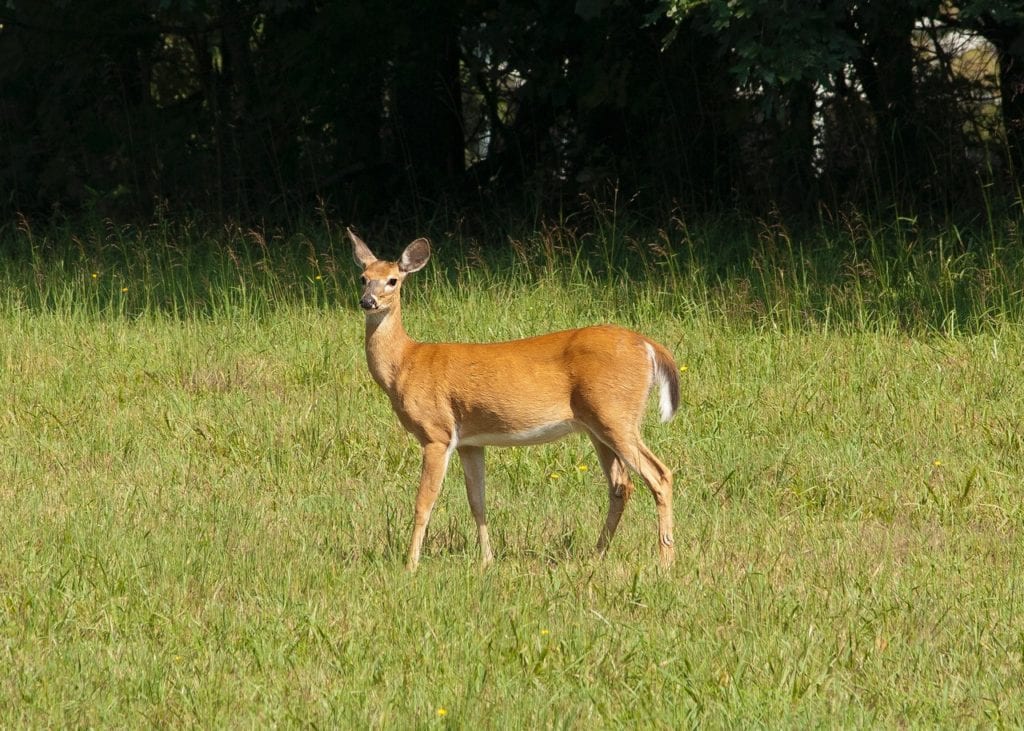 Deer Come Around Corner To A Cat And Adorable Meeting Ensues
