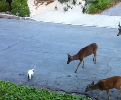 Deer Come Around Corner To A Cat And Adorable Meeting Ensues