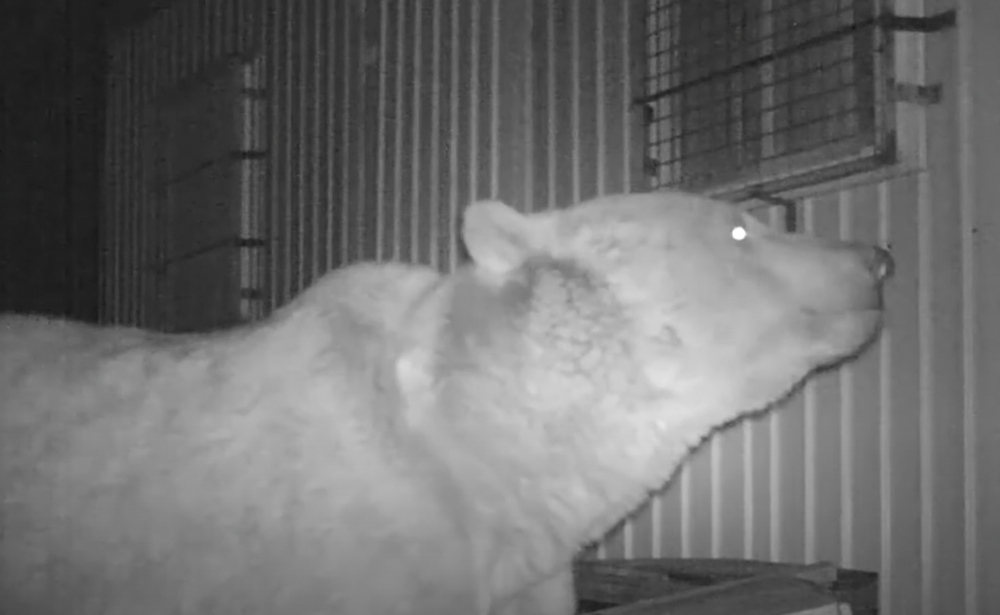 Bears won’t stop eating beekeeper’s honey, so he turns them into taste ...