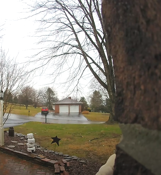 Golden Retriever Rings Doorbell To Be Let In
