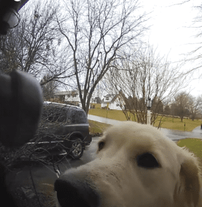 Golden Retriever Rings Doorbell To Be Let In