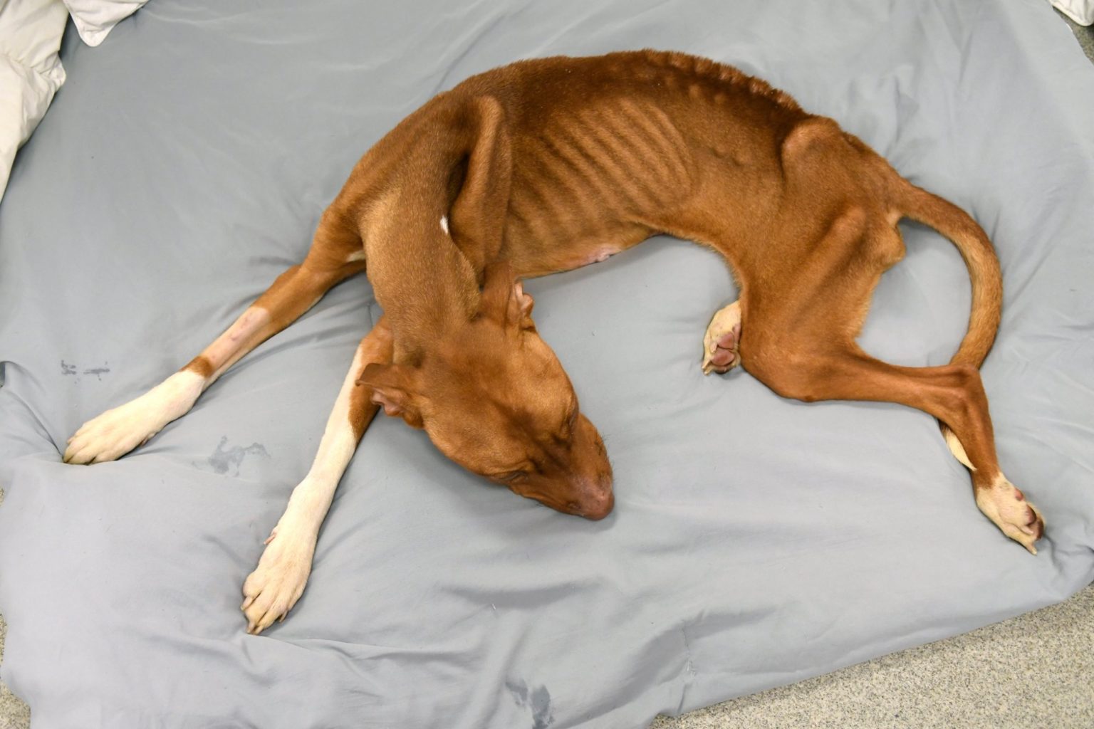 Emaciated dog breaks hearts with her big, scared eyes