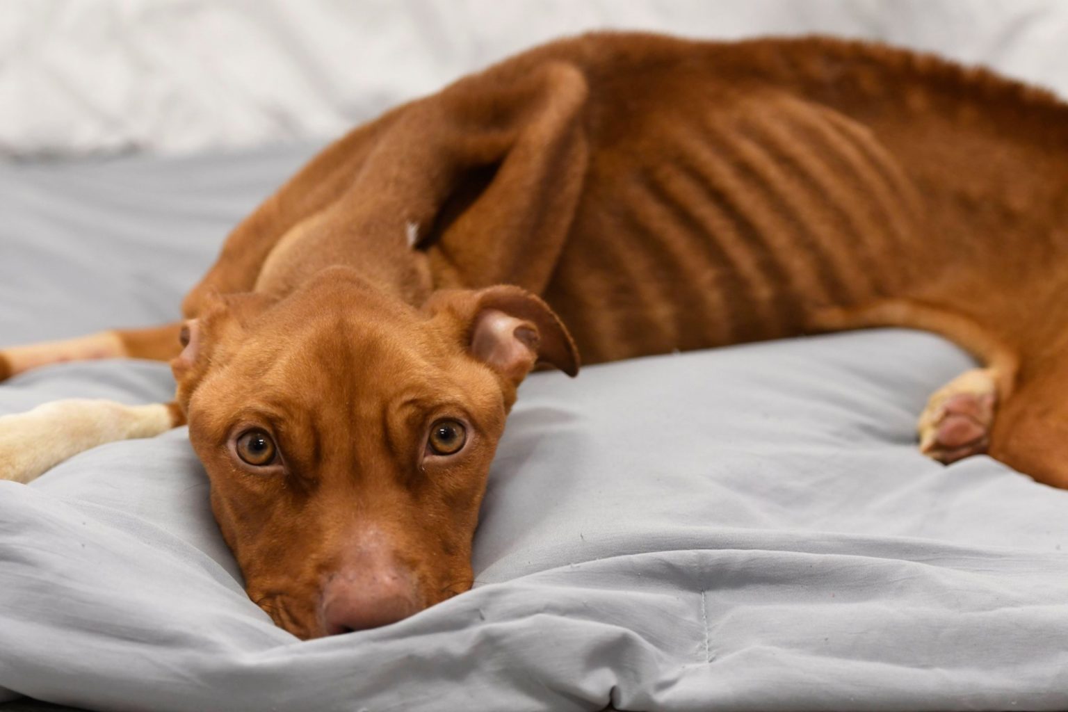 Emaciated dog breaks hearts with her big, scared eyes