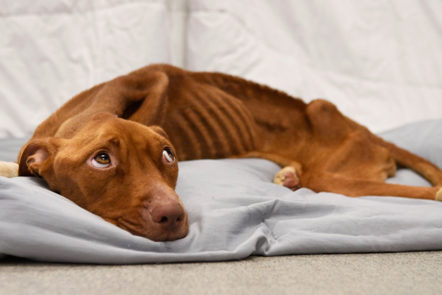 Emaciated dog breaks hearts with her big, scared eyes