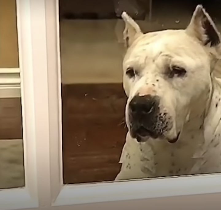 Shy pitbull has hard life until cat lady takes her home. Lovingly ...
