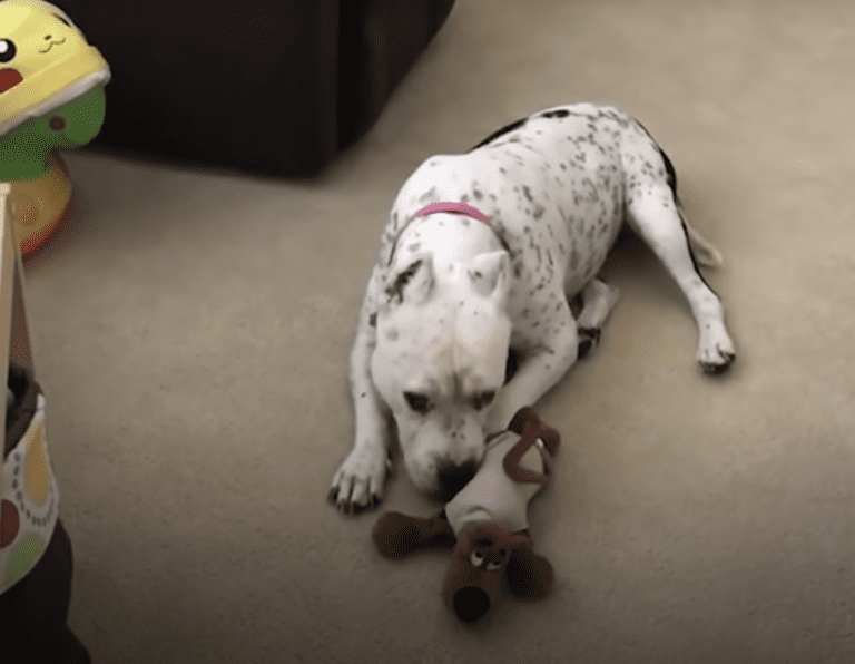 Shy pitbull has hard life until cat lady takes her home. Lovingly ...