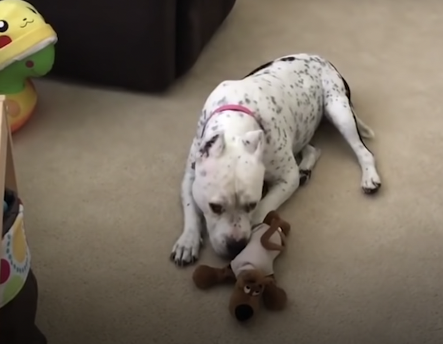 Shy pitbull has hard life until cat lady takes her home. Lovingly ...