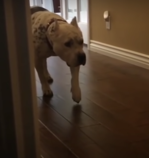 Shy pitbull has hard life until cat lady takes her home. Lovingly ...