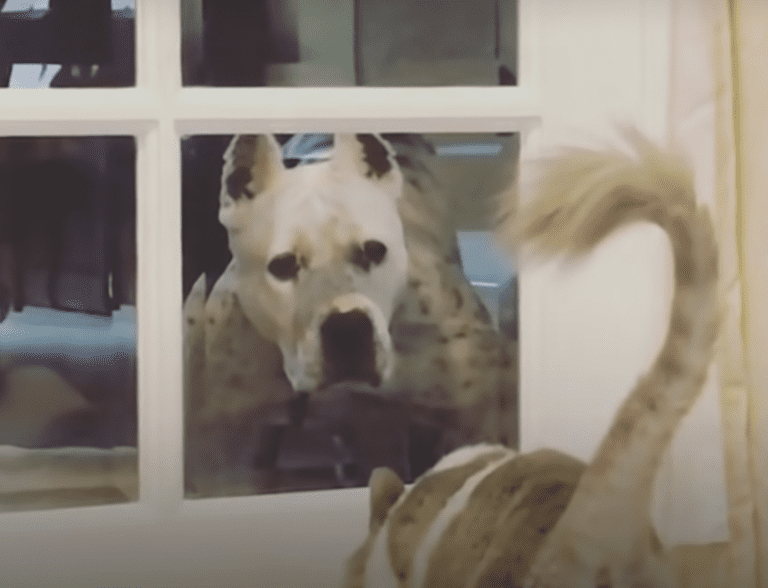 Shy pitbull has hard life until cat lady takes her home. Lovingly ...