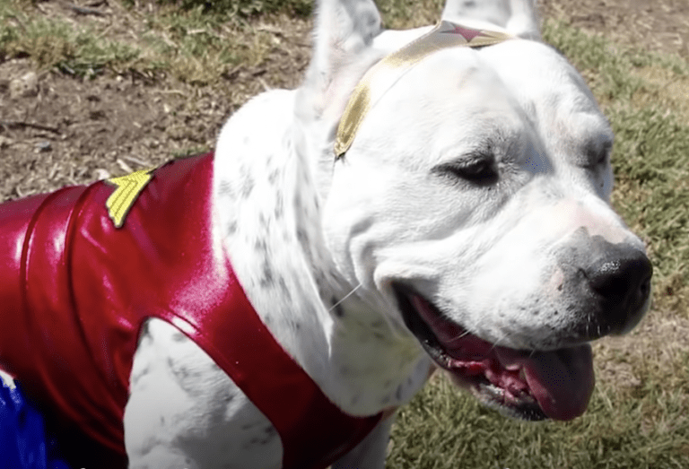 Shy pitbull has hard life until cat lady takes her home. Lovingly ...