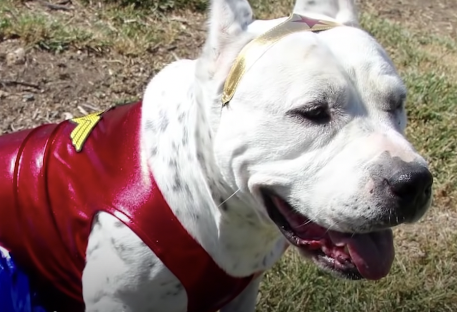 Shy pitbull has hard life until cat lady takes her home. Lovingly ...