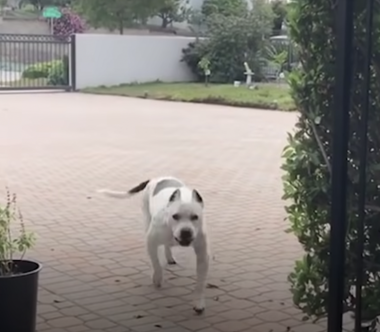Shy pitbull has hard life until cat lady takes her home. Lovingly ...