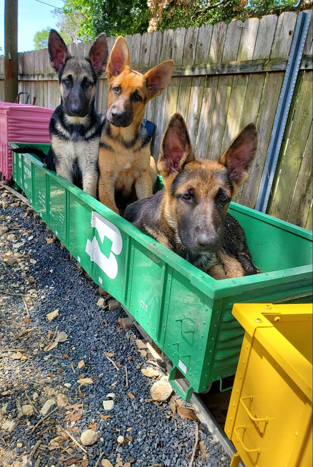 Man builds kid-sized train—but it’s his German Shepherds who are riding ...