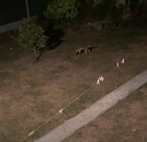 Woman witnesses magical fox encounter in her backyard