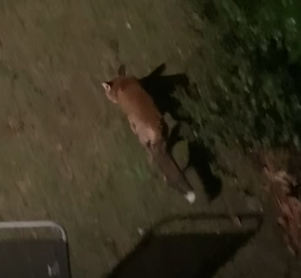 Woman witnesses magical fox encounter in her backyard