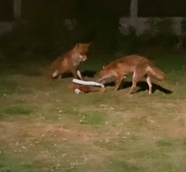 Woman witnesses magical fox encounter in her backyard