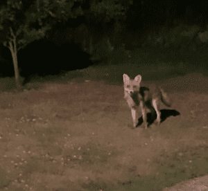 Woman witnesses magical fox encounter in her backyard