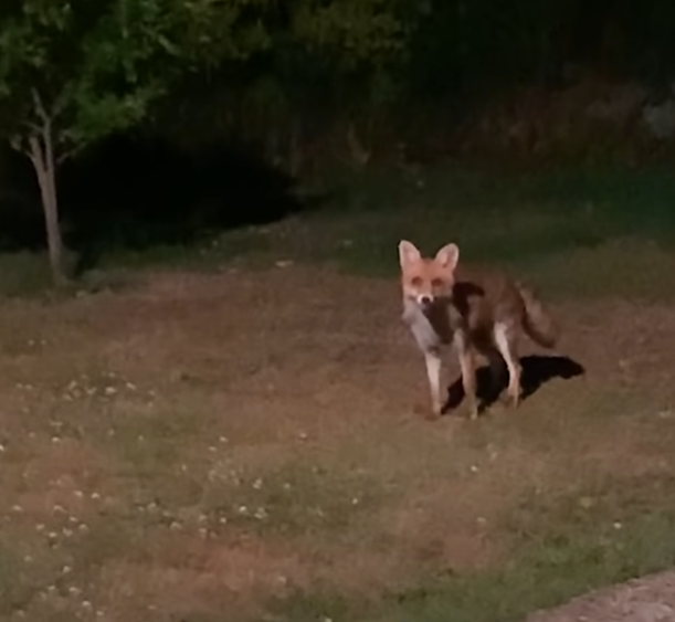 Woman witnesses magical fox encounter in her backyard