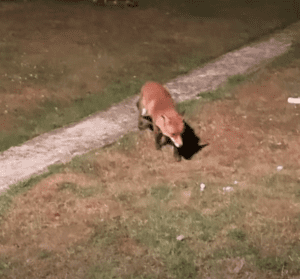 Woman witnesses magical fox encounter in her backyard