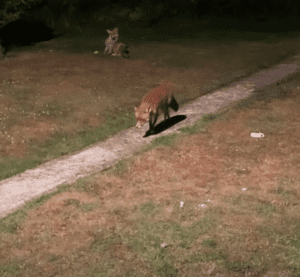 Woman witnesses magical fox encounter in her backyard