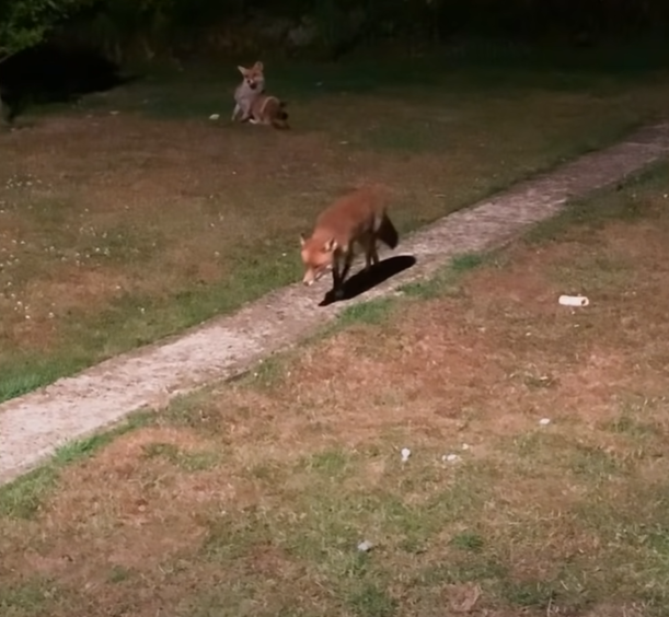 Woman witnesses magical fox encounter in her backyard